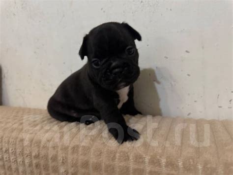 Французский бульдог мальчик в наличии Цена 25 000₽ во Владивостоке