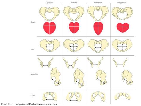 Ppt Reproductive Anatomy And Physiology Powerpoint Presentation Id