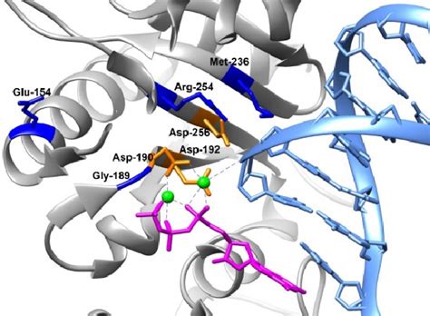 Crystal Structure Of Human Polβ Grey Complexed With Dna Containing A