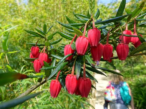 How To Plant And Grow Chilean Lantern Tree Crinodendron Hookerianum