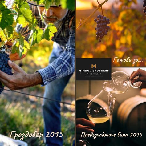 Време за гроздобер Винарска изба Братя Минкови