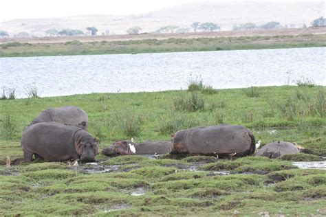 Hippopotamus Habitat