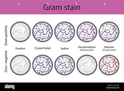 Diagram Showing Gram Staining Microbiology Lab Technique Steps Microbiology Laboratory Using