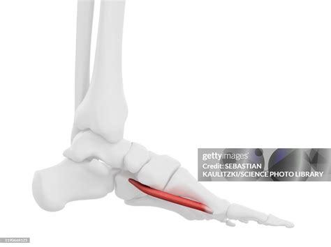 Flexor Hallucis Brevis Muscle Illustration High Res Vector Graphic Getty Images