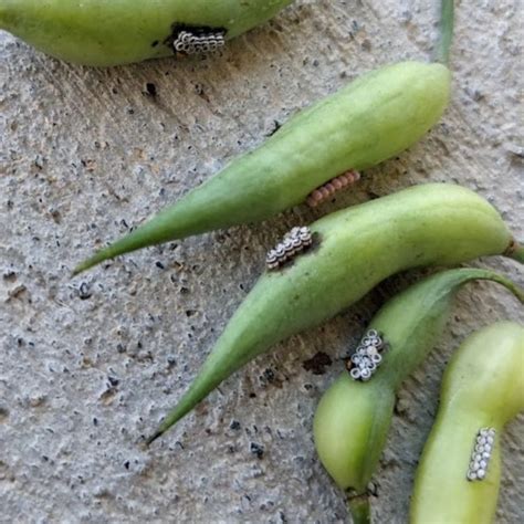 What Are Harlequin Bugs And 6 Ways To Control These Pretty Pests