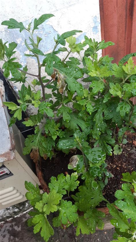 How To Treat Leaf Rot Disease On Garden Mum