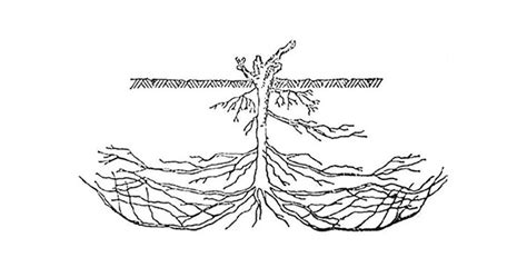 Как се премахват нежелани корени Български Фермер