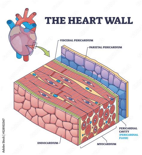 Layers Of Heart Wall Labeled