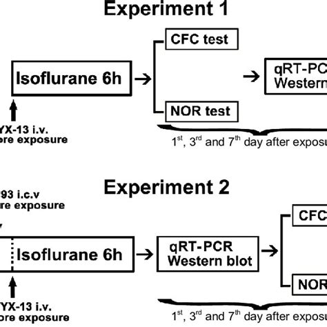 Schematic Of The Experimental Design Cfc Contextual Fear