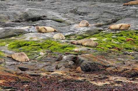 Una Colonia De Foca Común Phoca Vitulina Junto A La Isla Papey