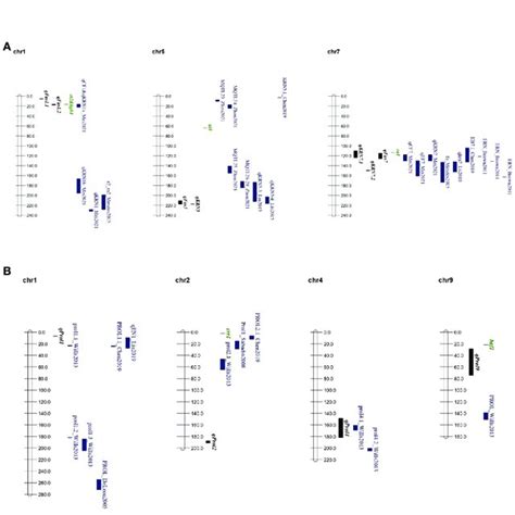 Qtl And Main Candidate Genes Consensus Maps A Qtl Consensus Map For Download Scientific