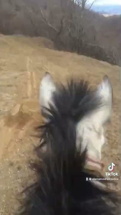 ცხენები Youtube