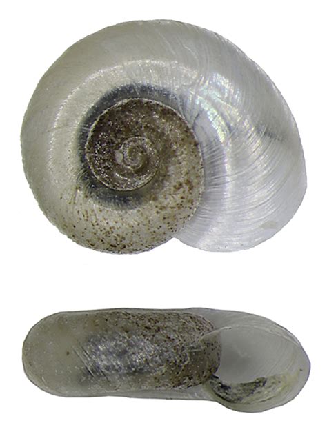 Gyraulus Parvus