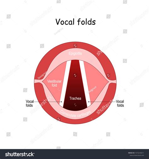 Vocal Cords In Human Voice Box At Jai Reading Blog