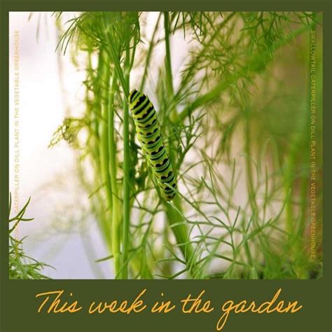 Neonicotinoids And Our Commitment