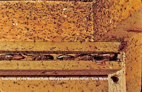 German Cockroach Infestation Uk