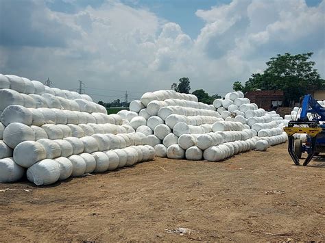 Maize Feed At Best Price In Fatehgarh Sahib Punjab Sirhind Farms