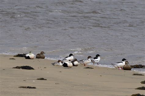 Common Eiders And Goosanders Birdforum