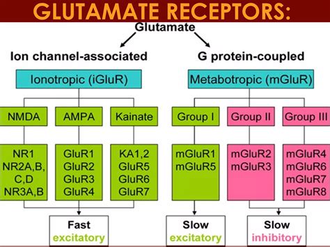 Glutamate Hypothesis Of Schizophrenia Ppt