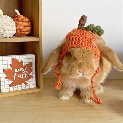 Pumpkin Rabbit Costume Etsy