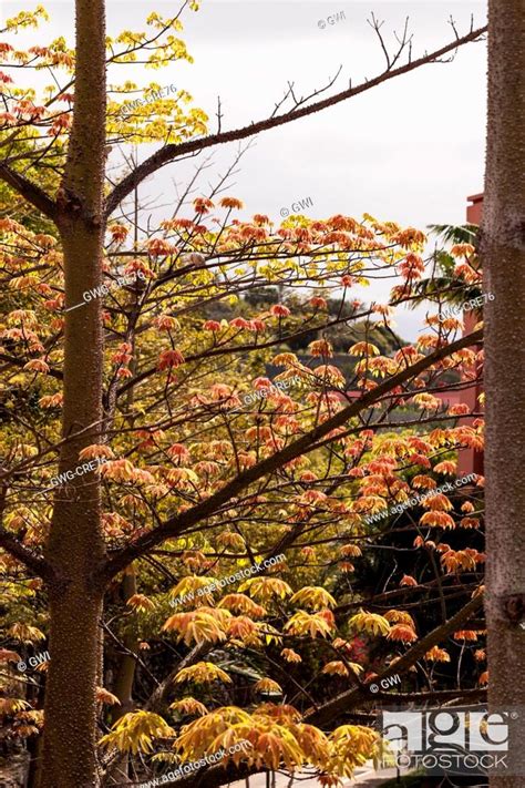 CEIBA, Stock Photo, Picture And Rights Managed Image. Pic. GWG-CRE76 ...