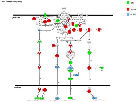 T Cell Receptor Signaling Pathway Is Populated By Members From All