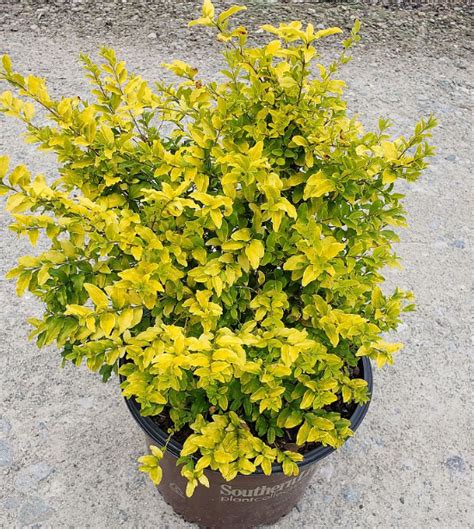 Ligustrum Sunshine Privet Sunshine Ligustrum Sinense Sunshine