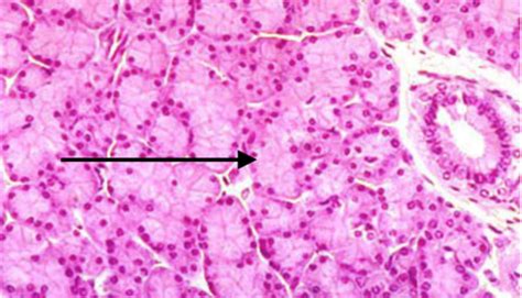 Lab Exam 2 Histology Flashcards Quizlet