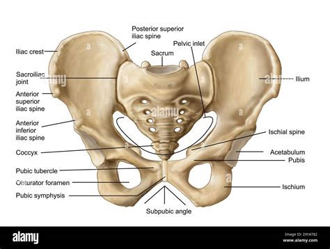 Hip And Pelvic Anatomy Hip Bone Anatomy Bone And Spine