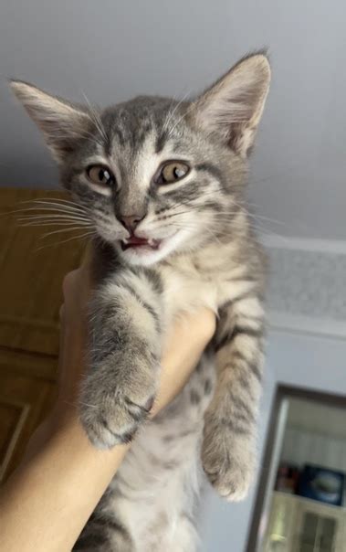 Отдадим даром мальчик приучен к лотку и все кушает БаРаХоЛкА