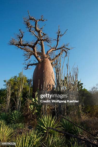 Fony Photos And Premium High Res Pictures Getty Images