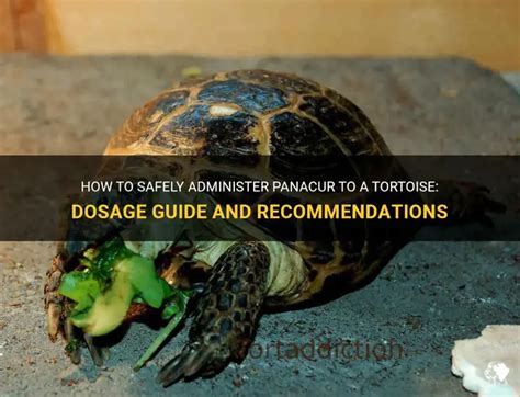 How To Safely Administer Panacur To A Tortoise Dosage Guide And