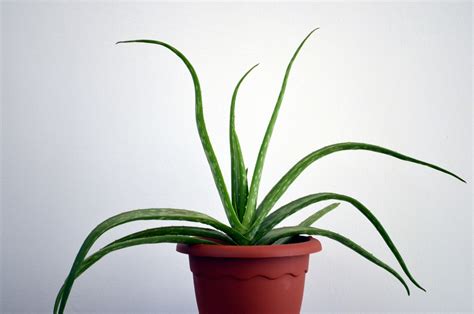 20개 이상 무료 알로에베라 및 알로에 사진 Pixabay