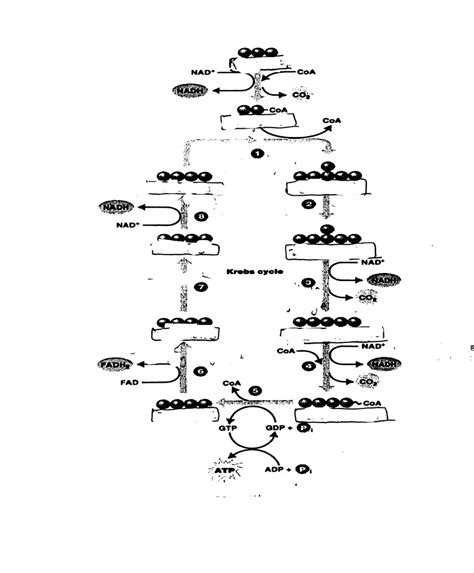 Krebs Cycle Diagram Quizlet