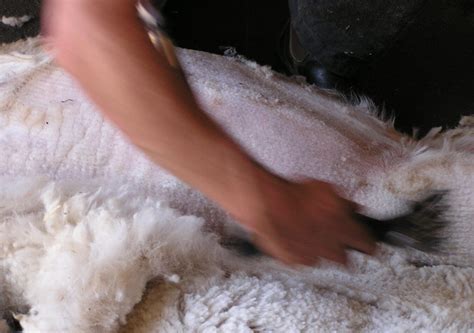 Shearing Webinar Australian Alpaca Association