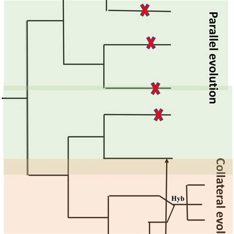 Common Types Of Evolution In Obligate Pathogens Parallel Evolution