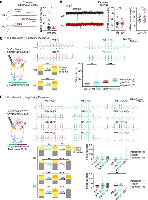 Nmdars Cooperate With Gap Junctions To Promote Pv Neuronal Burst Download Scientific Diagram