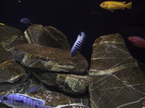 Dscf1994 Vvoicu Flickr