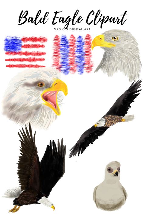 American Bald Eagle Clipart