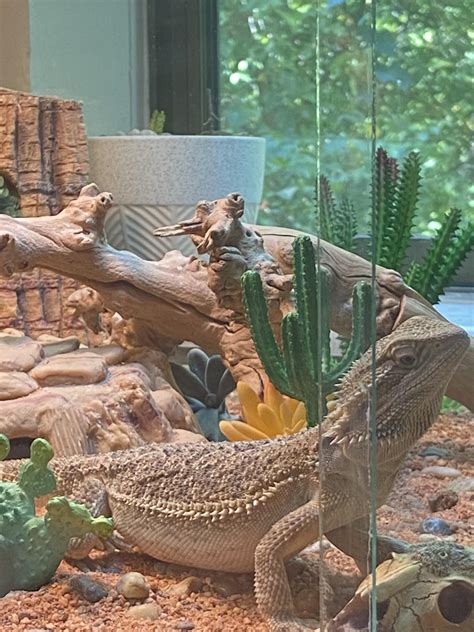 Does My Boy Keefe Look Like A Healthy Weight Rbeardeddragons