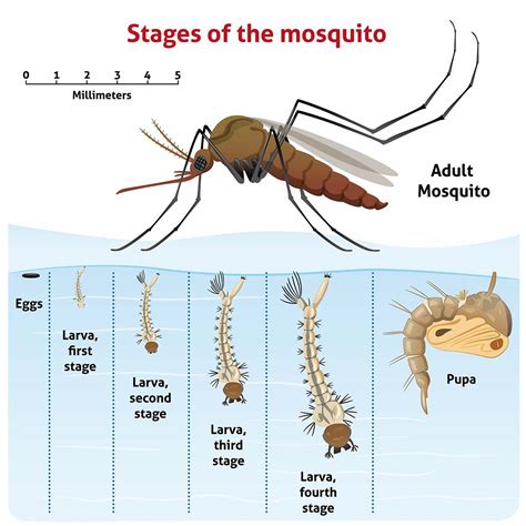 Mosquito Tiger
