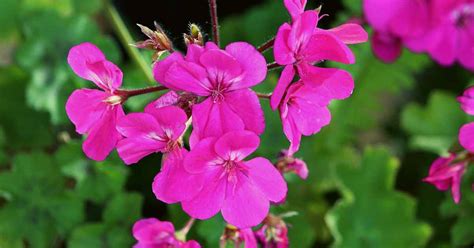 Geranium Flower Meaning And Symbolism