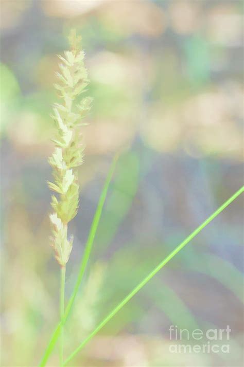Soft Grasses Photograph By Wendy Elliott Fine Art America