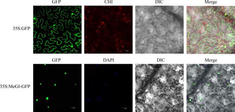 项目文章 Chip Seq、dap Seq和全转录组联合分析探究油柿megi转录因子的调控机制 知乎