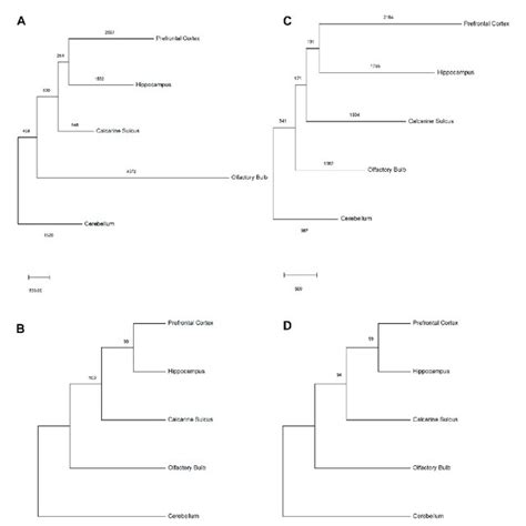 A Maximum Parsimony Tree Was Constructed To Phylogenetically Relate The