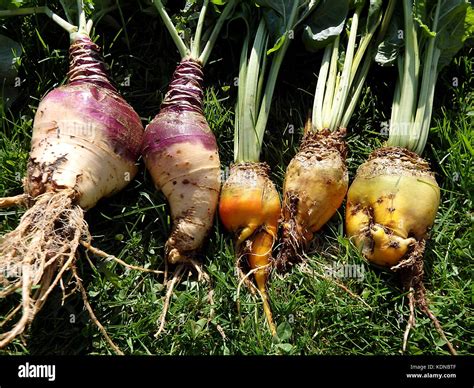 Fodder Beet And Rutabaga Crop Harvestbrassica Napobrassicabeta