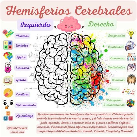 Hemisferios Cerebrales Udocz