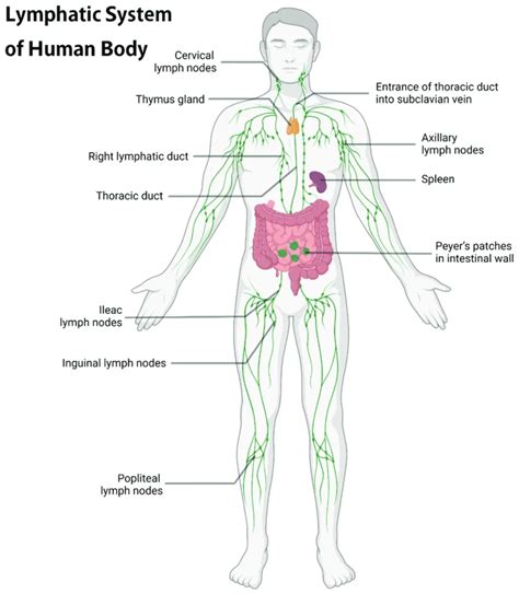 Lymphatic System Functions Lymphatic Capillaries Overview And Function
