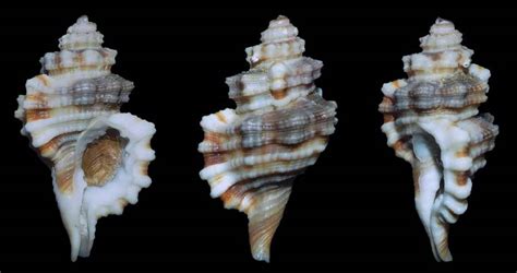 Shellauction Net Monoplex Exaratus 3058370