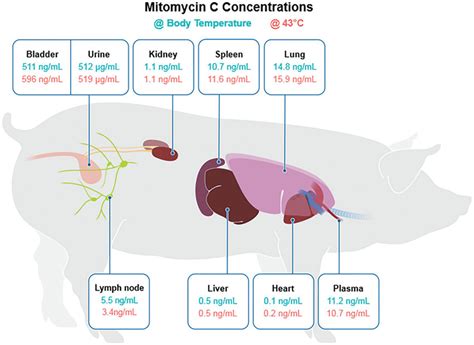 median mitomycin c concentration in various organs and bodily fluid